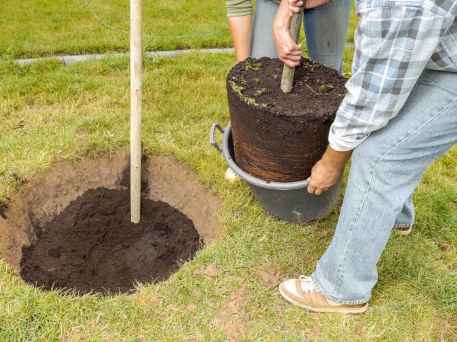 How to Plant a Potted Tree – Mother Earth News